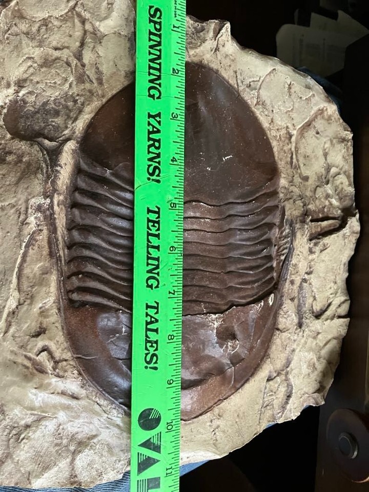 Trilobite Fossil Model Display Replica 6 inch's by 9 inches Ohio's ...