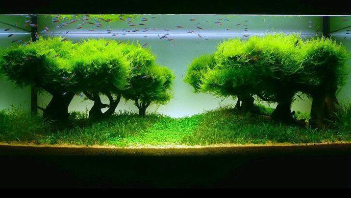 10 to 250g JAVA MOSS - live aquarium carpet plant - fry guppy hide ...