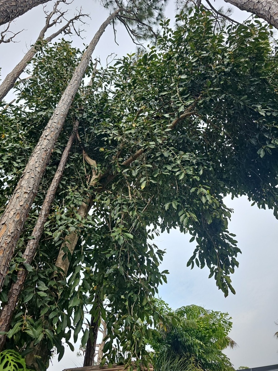 Arvore Jambul Green Wax Jambu (Syzygium Samarangense ) Fruit Tree 12"