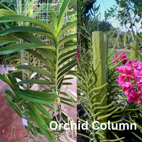 Orchid Display Vanda Pots Vertical Indoor Outdoor Flower Gardening ...