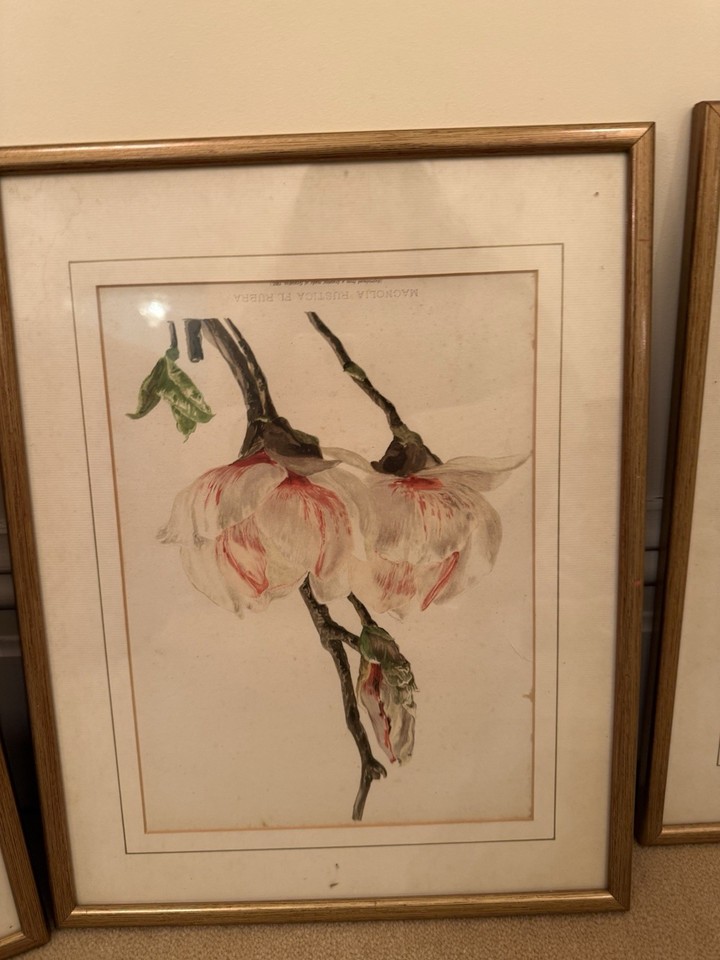 Framed Botanical Prints | eBay UK