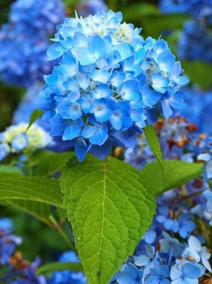 20 HYDRANGEA FLOWER SEEDS rare exotic ball bloom plant garden bush b ...