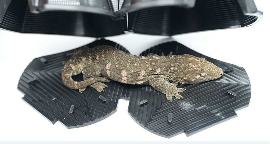 Artificial Egg Carton Reptile & Lizard Hide - Molt Box Black | eBay UK