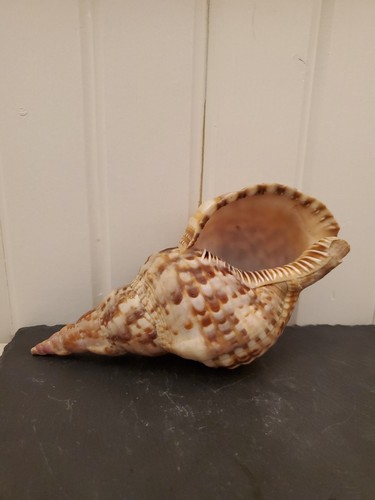 Beautiful Large Triton Trumpet Specimen Seashell Charonia Tritonis ...
