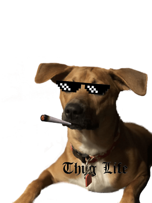 Thug Life Dog Meme Image Tagged In Dogs,memes,thug Life,animals,funny