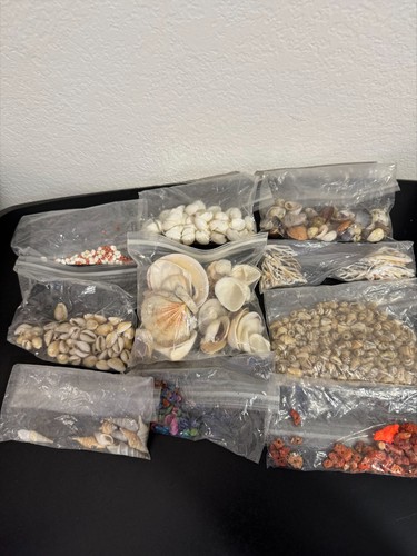 Large Assorted Lot of Seashells and Coral – 10 Bags Craft, Decor, Aquarium Use | eBay