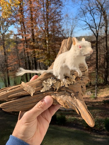 Rare Albino Chipmunk Mounted on Driftwood Taxidermy Collector Trophy ...