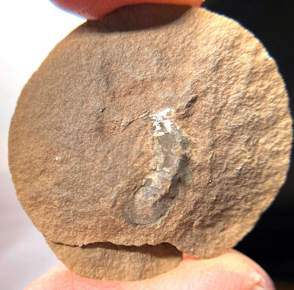 Fossil Chiton - Mazon Creek - both sides nodule - Illinois ...