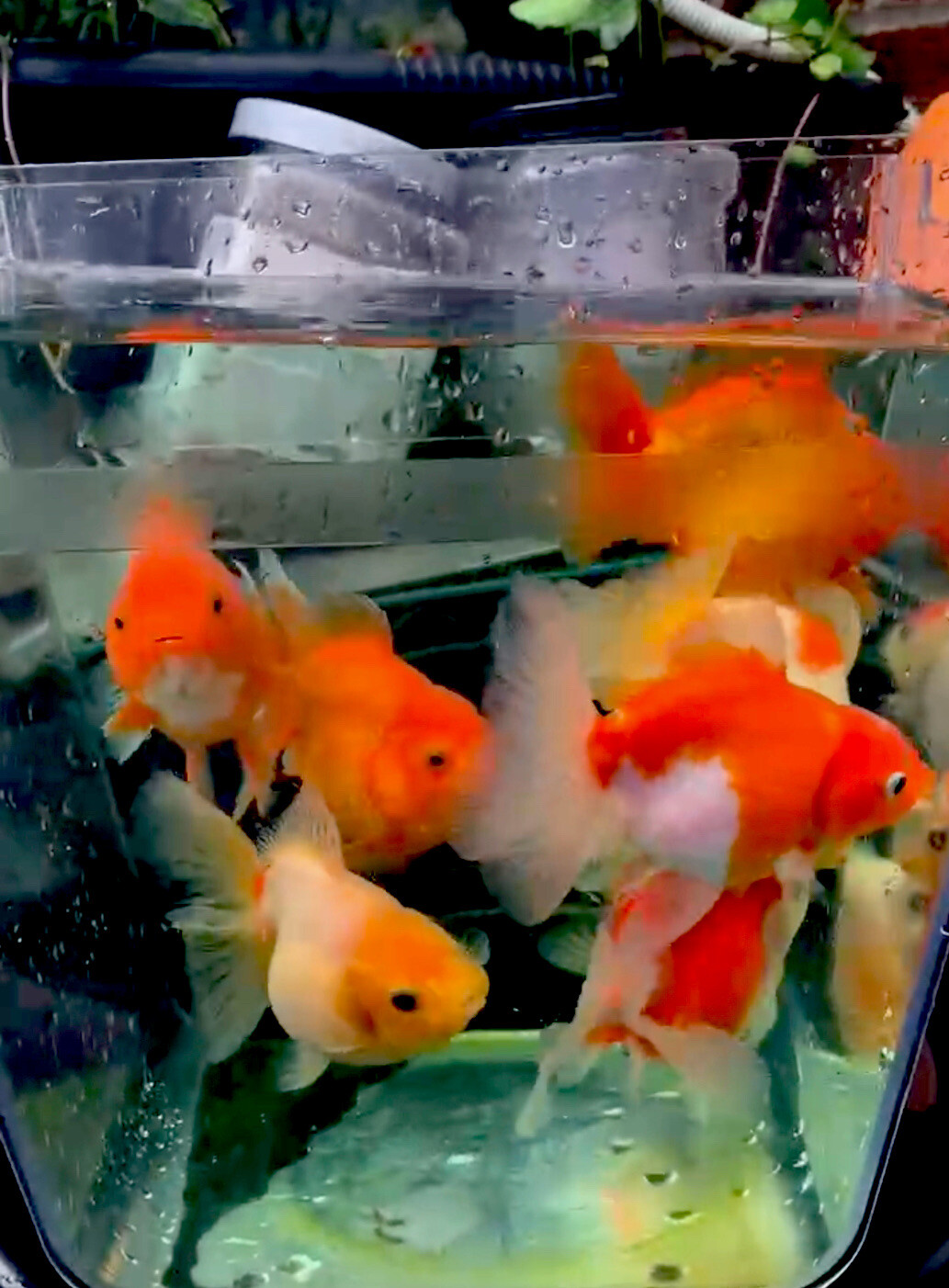 LIVE pond goldfish (Boutique) Oranda goldfish 4Inch Random delivery | eBay