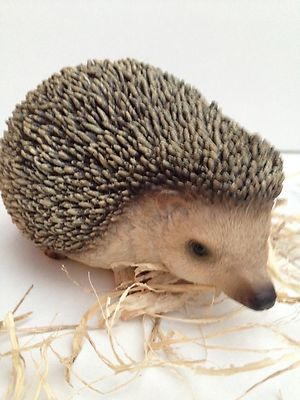 Real Life Pygmy Hedgehog Vivid Arts Pet Pals Garden Ornament | eBay UK