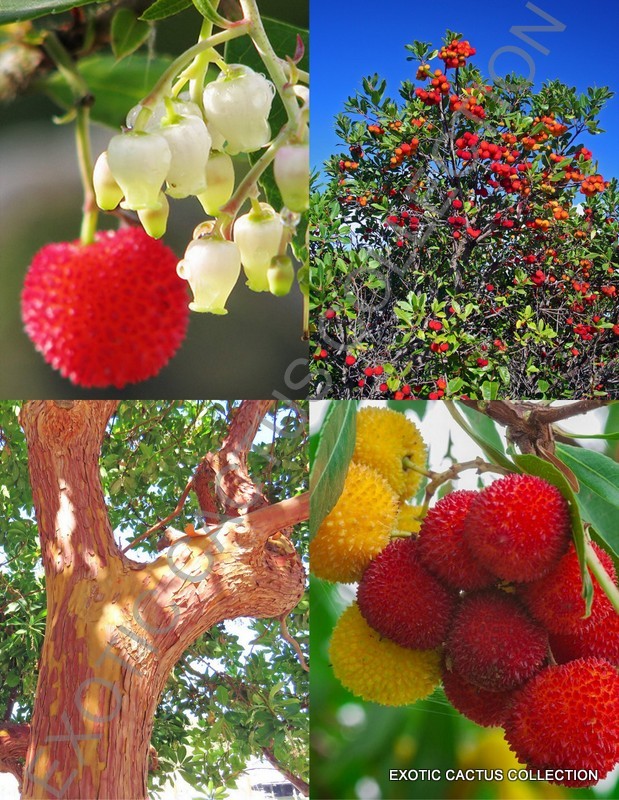 Strawberry Tree Fruit