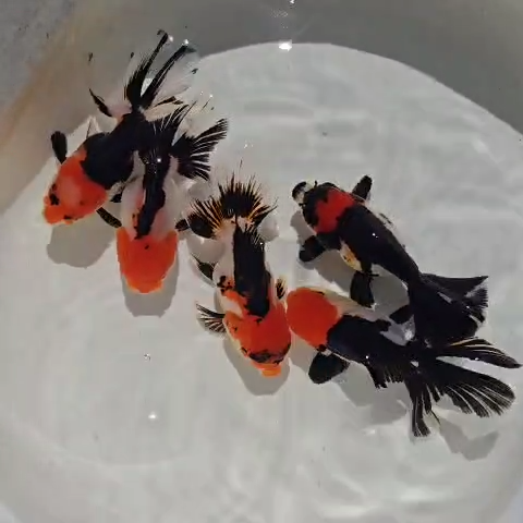 Live Fish Oranda Goldfish Juvenile TRI COLOR Mix 2-2.5 inch with Volume ...