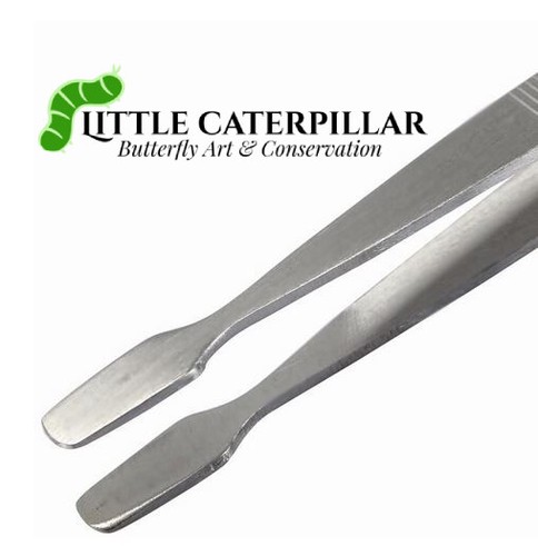 Spade Tip Entomology Steel Tweezers for Butterfly Mounting, Insect ...