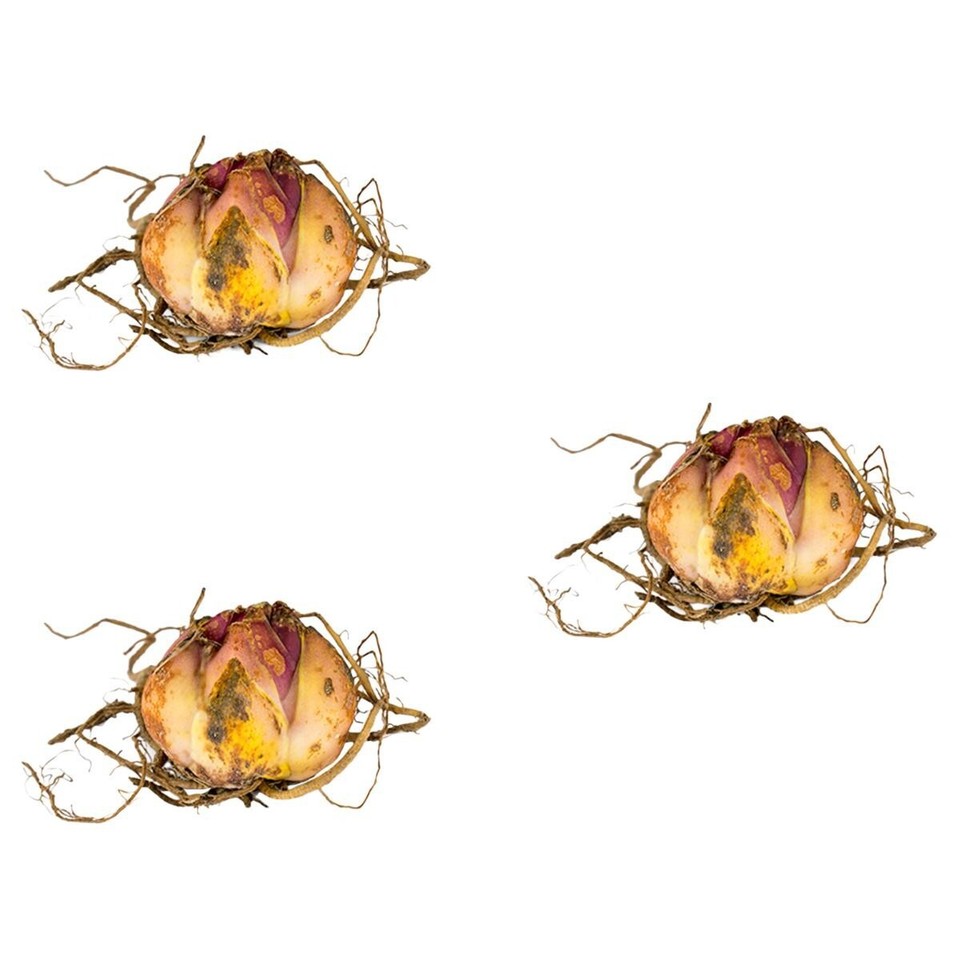 (1pc) Julia Double Oriental Lily Large Bulb | eBay