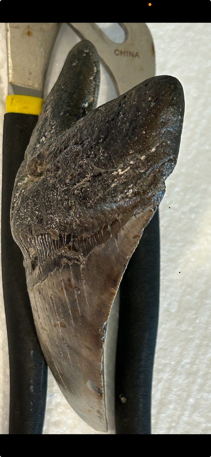 Meg Shark Tooth 6 Inches Plus. 4 3/4 Width. Thick Incredible Colour And ...