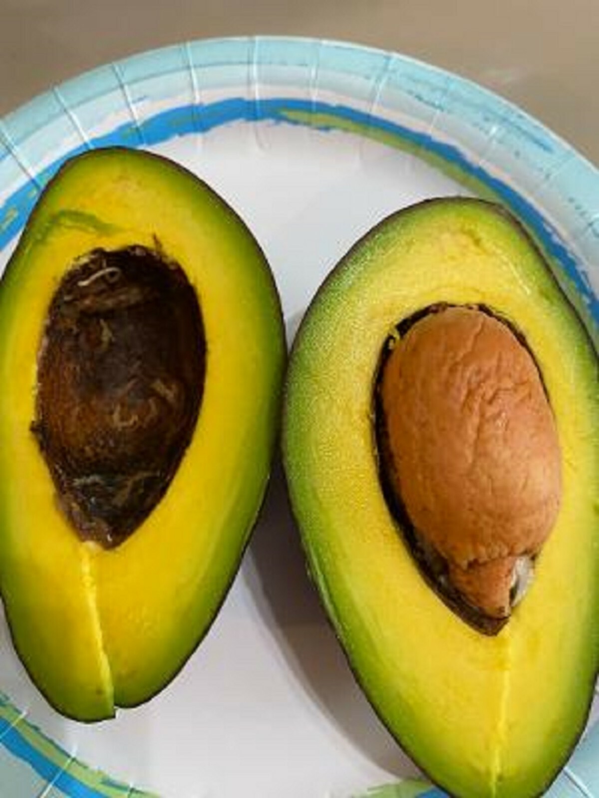 Blas Avocado A Fl. type Rare variety of black avocado- 3 cuttings- easy ...