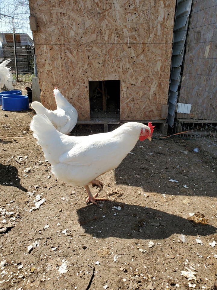 6 Plymouth White Rock Hatching Eggs | eBay