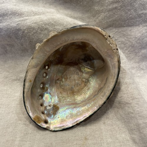 Vintage Abalone shell 4 x 3 | eBay