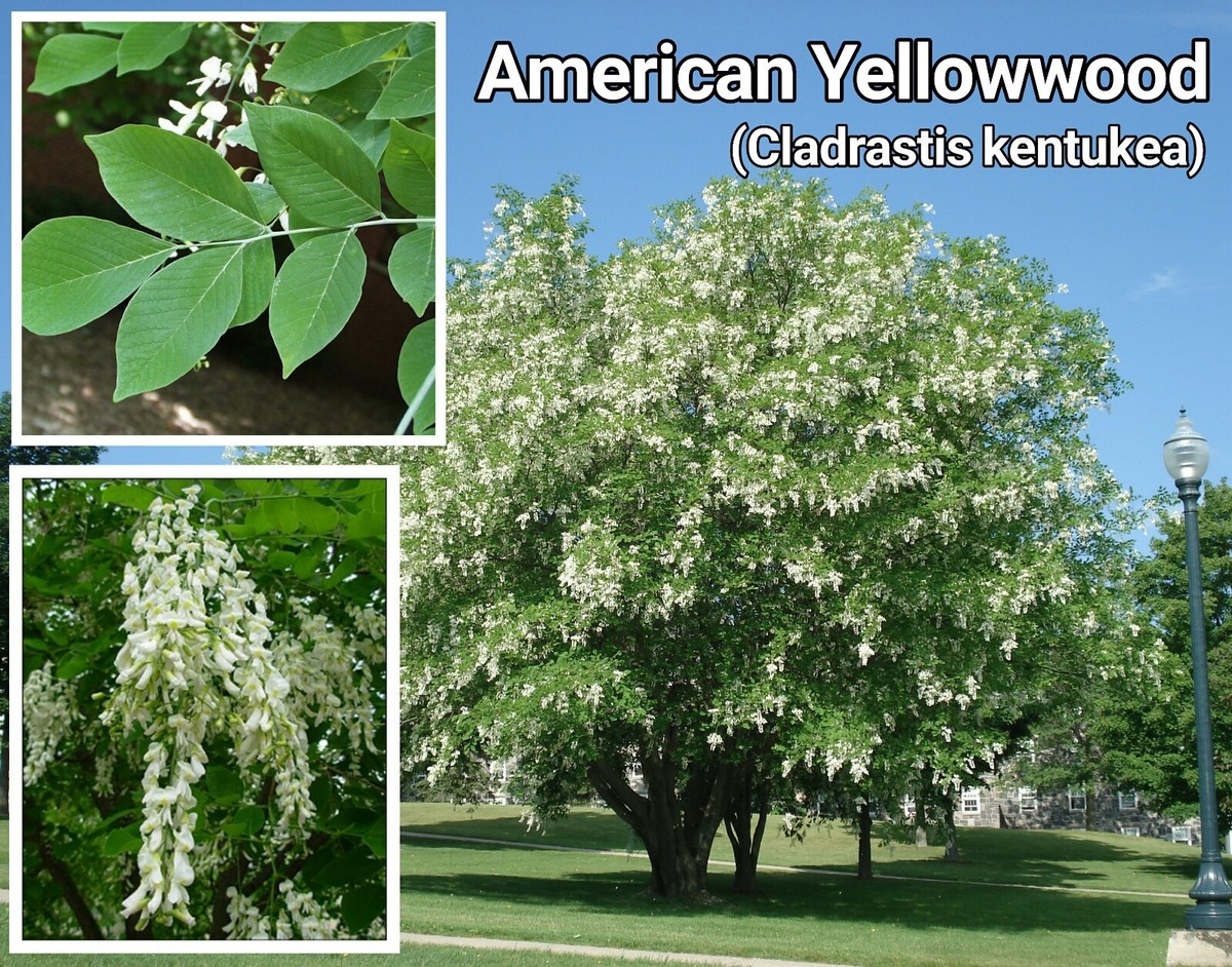 Yellowwood Tree American Yellowwood | Central Park Conservancy