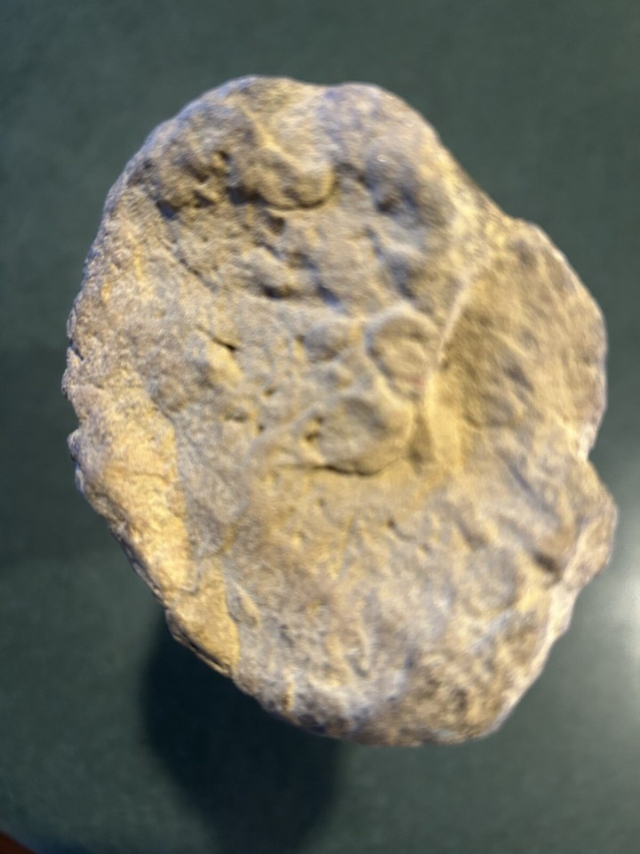 Large Stigmaria Fossil Tree Root Aprox 9” Long, Found In Green County ...