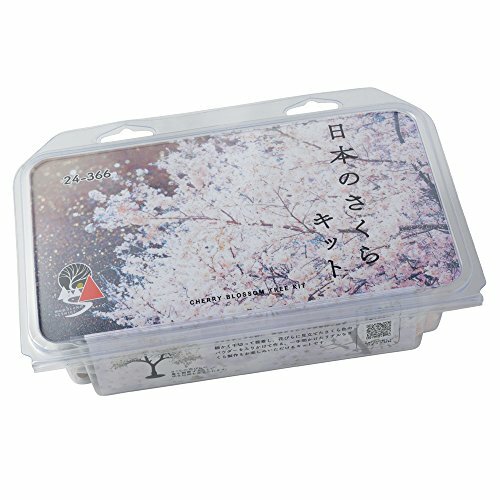 Kato [Japanese Cherry] Cherry Blossom Tree Kit (12 pieces) NEW from ...