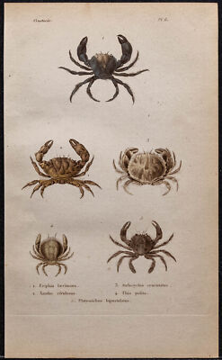 1850 - Crustaceans & Crabs Xantho - Antique Engraving In Colors ...