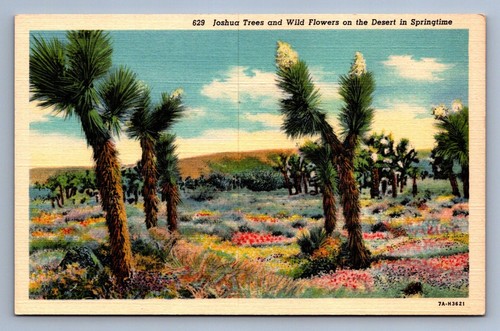 Postcard Vtg Joshua Trees And Wild Flowers Desert In Springtime Nature ...