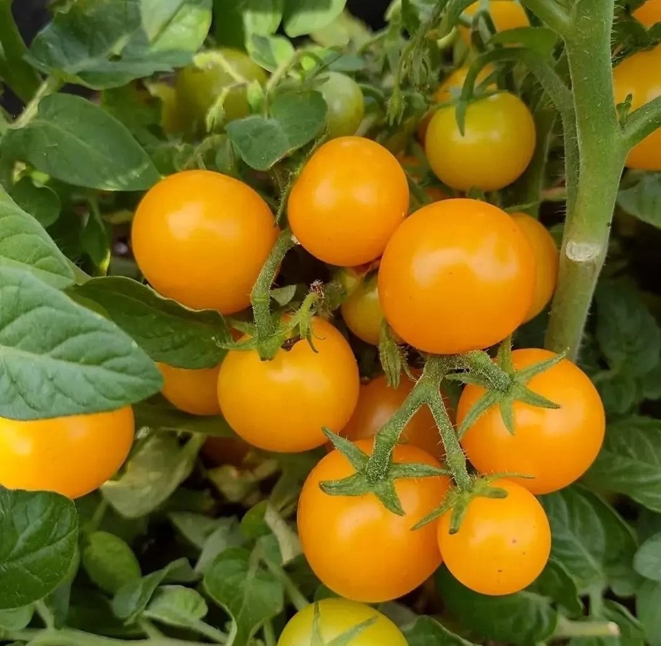 Yellow Budgie Micro Dwarf Tomato Seeds – Tangy Golden Cherry Tomatoes ...