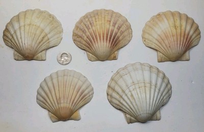 Giant Pacific Scallop Shell Lot Of 5 ‘Patinopecten caurinus’ 4x3.5 In ...