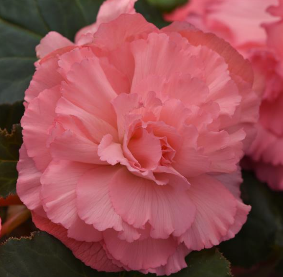 Begonia "AmeriHybrid Ruffled Pink" Live Annual Plants/Plugs, 4 "Baby ...