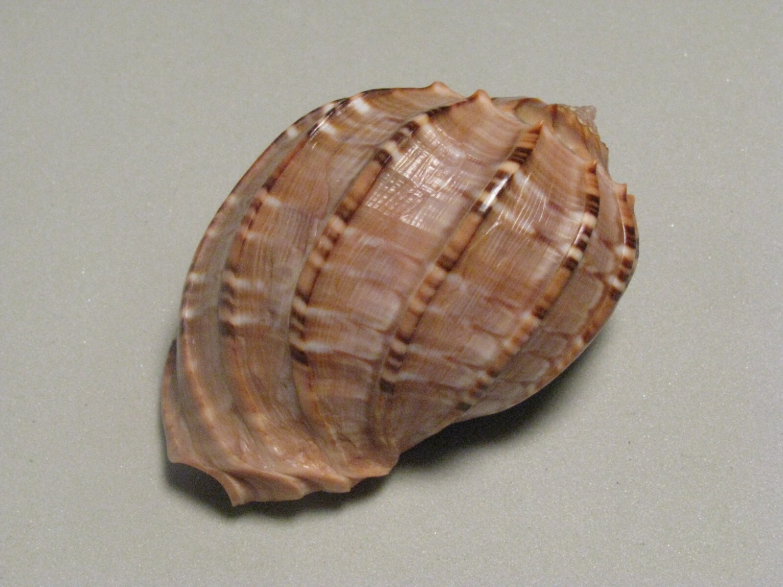 Harpa davidis Röding, 1798 "DEEP WATER" (56.5mm) | eBay