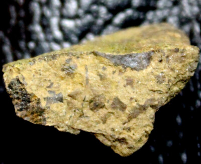 Parka decipiens and Cooksonia - Oldest Silurian fossils land plants ...