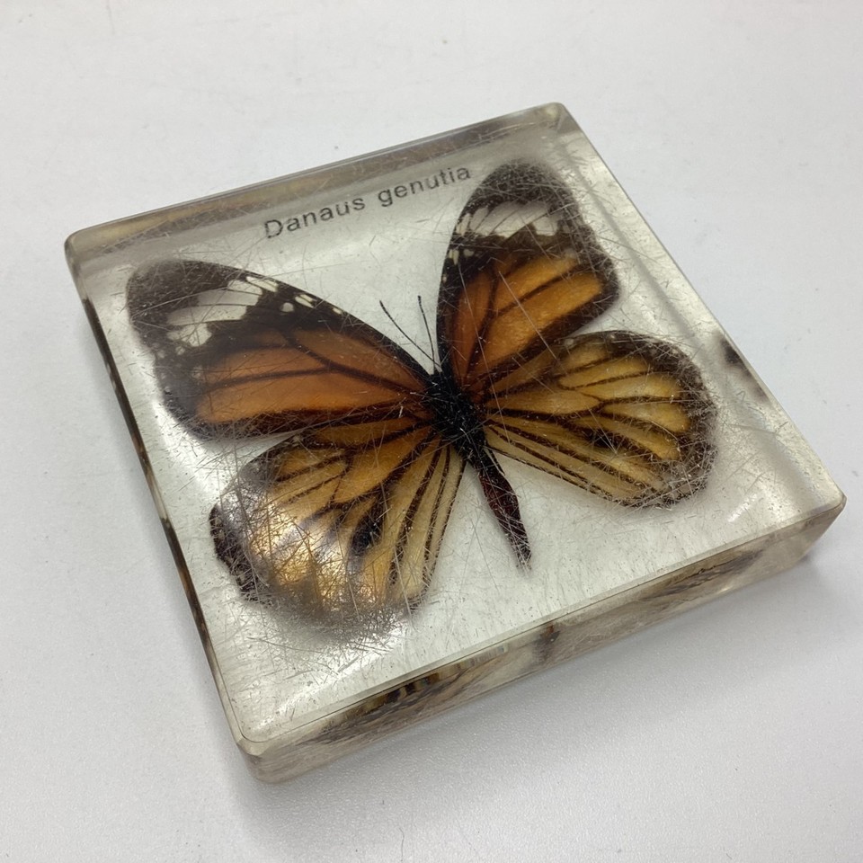 4 x Resin Entomology Block Insect Specimens Dragonfly & Butterfly Set ...