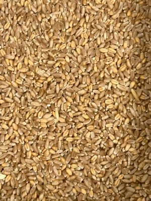 Hard Red Winter Wheat Seeds NON-GMO for planting sprouting fodder ...