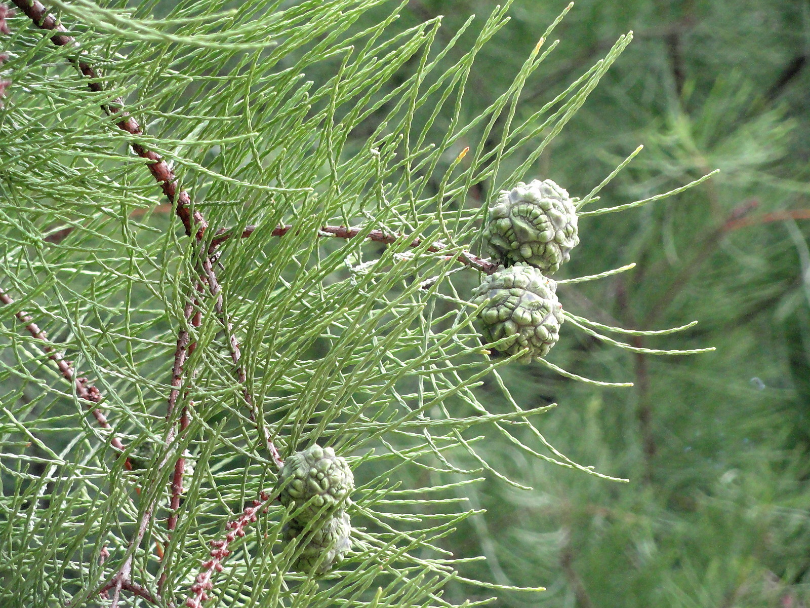 Taxodium ascendens POND CYPRESS Seeds! | eBay