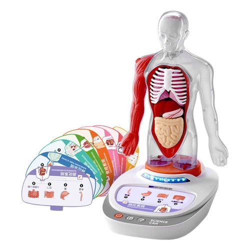 Modèle de corps humain pour enfants, Kits de corps humain, jouet pour ...