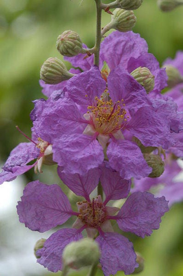 35 PURPLE CREPE MYRTLE Crape Tree Shrub Lagerstroemia Indica Flower ...