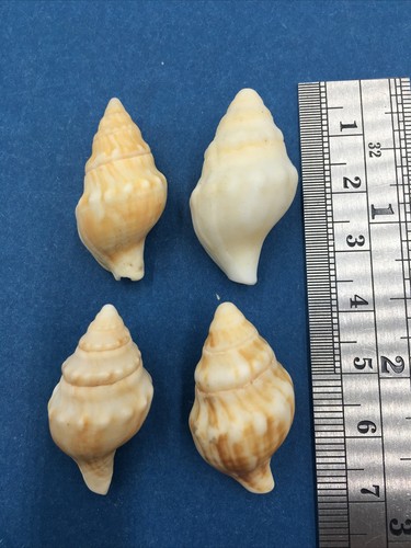 #6 Euthria Ponsonbyi Set x 4 29-31mm Yellow Sands Beach South Africa ...