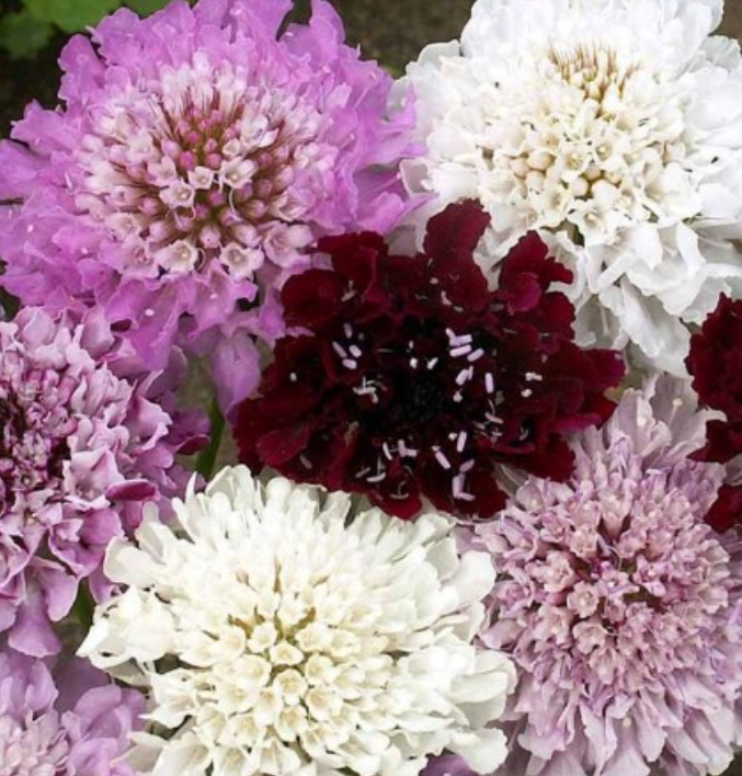 Scabiosa Pincushion Flower IMPERIAL MIX Tall Double Dried Everlasting ...