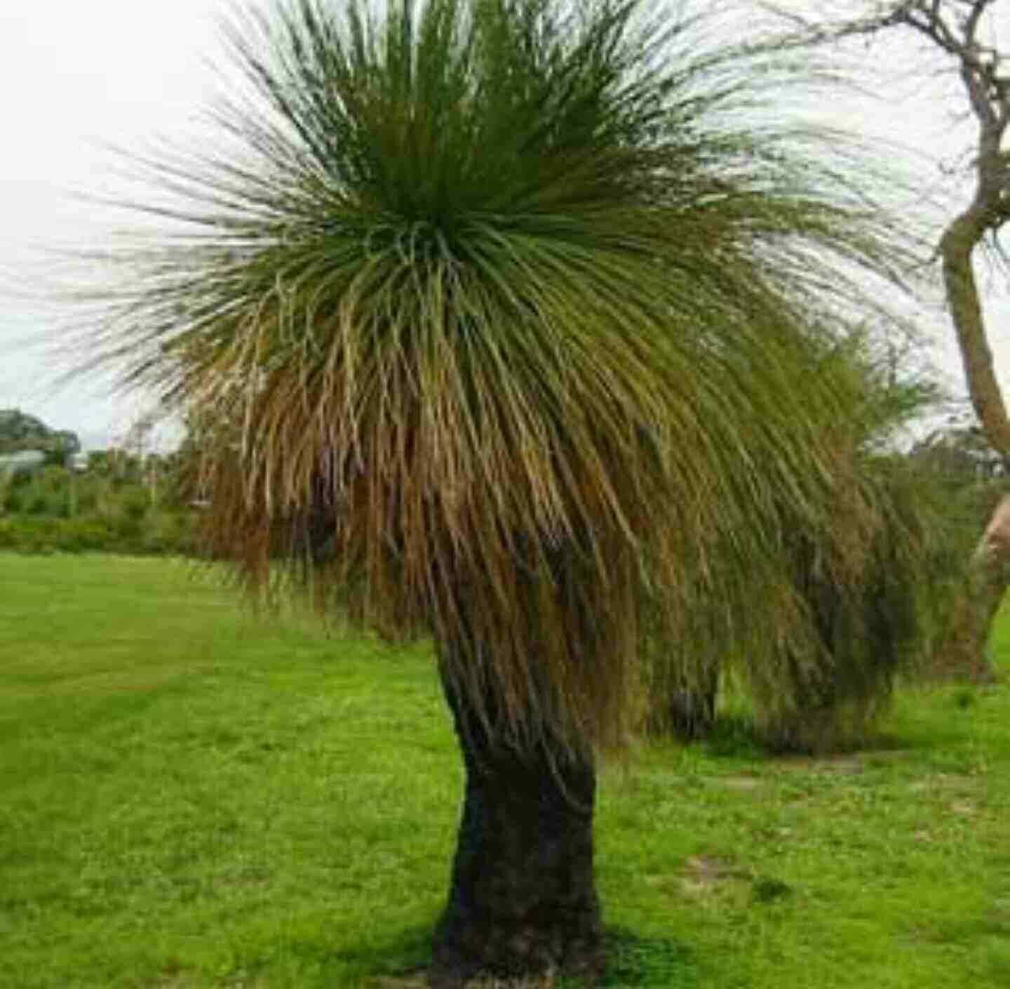 20+ BLACK BOY GRASS TREE SEEDS (Xanthorrhoea preissii) Balga Drought ...