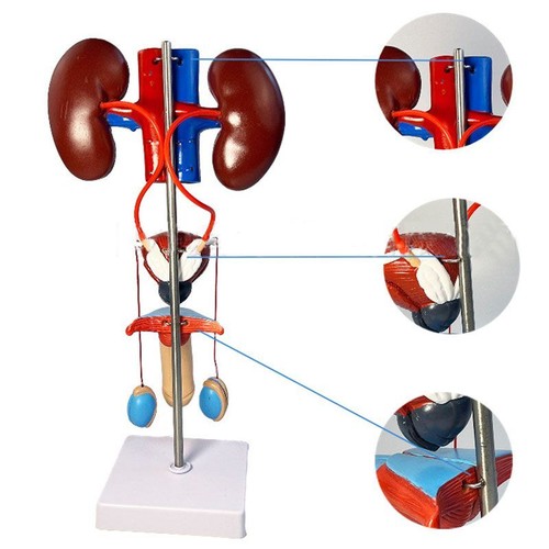 Male Female Genitourinary System Model Renal Anatomy Three-dimensional ...
