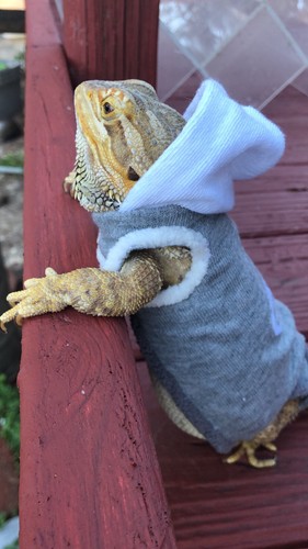 ECKO PRINTS #3 XLRG SLEEVELESS BODY HOODIE SHIRT 4 UNISEX BEARDED ...