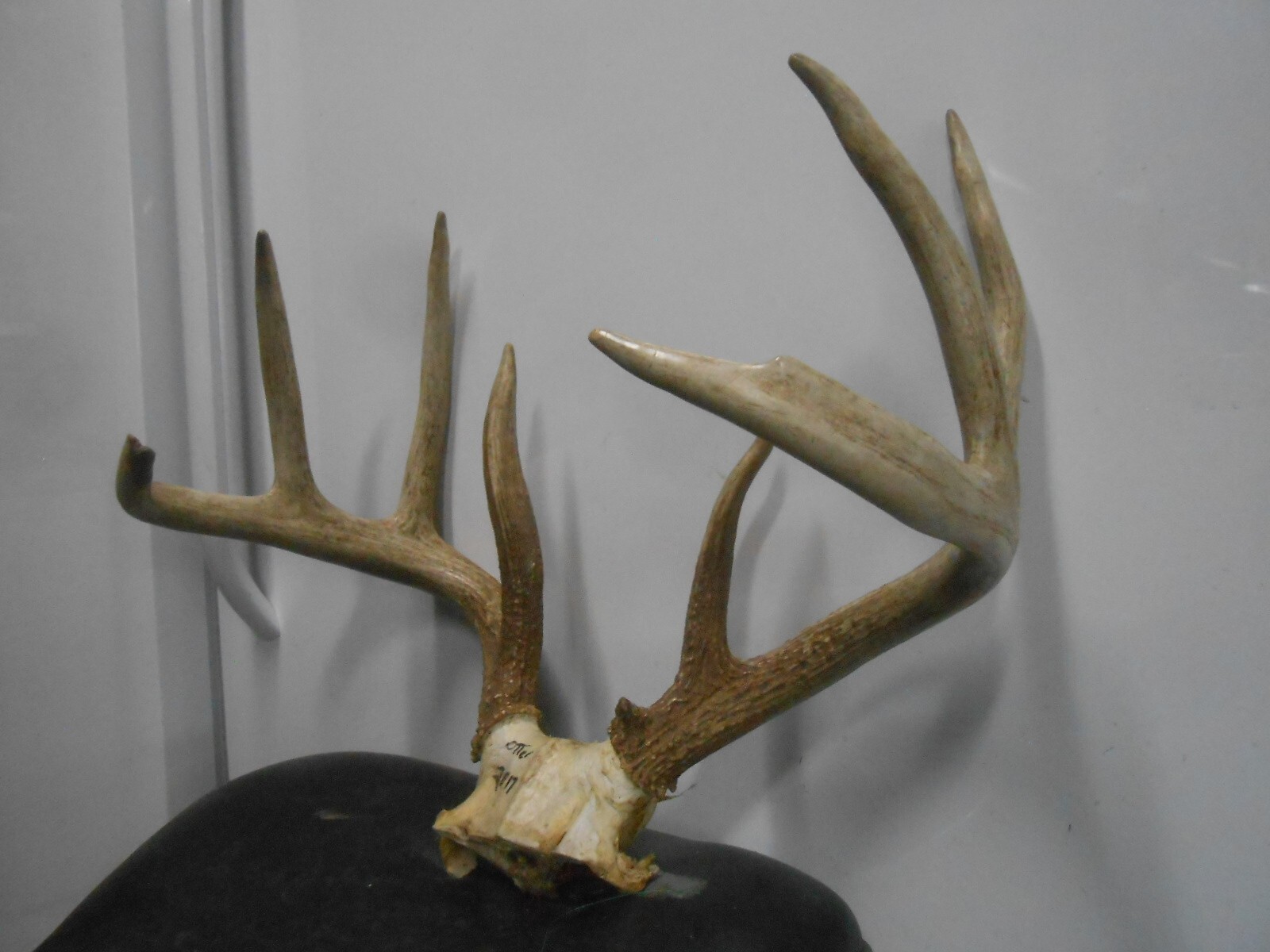 4x4 Wild WHITETAIL DEER RACK Antlers mule mount taxidermy elk cape ...