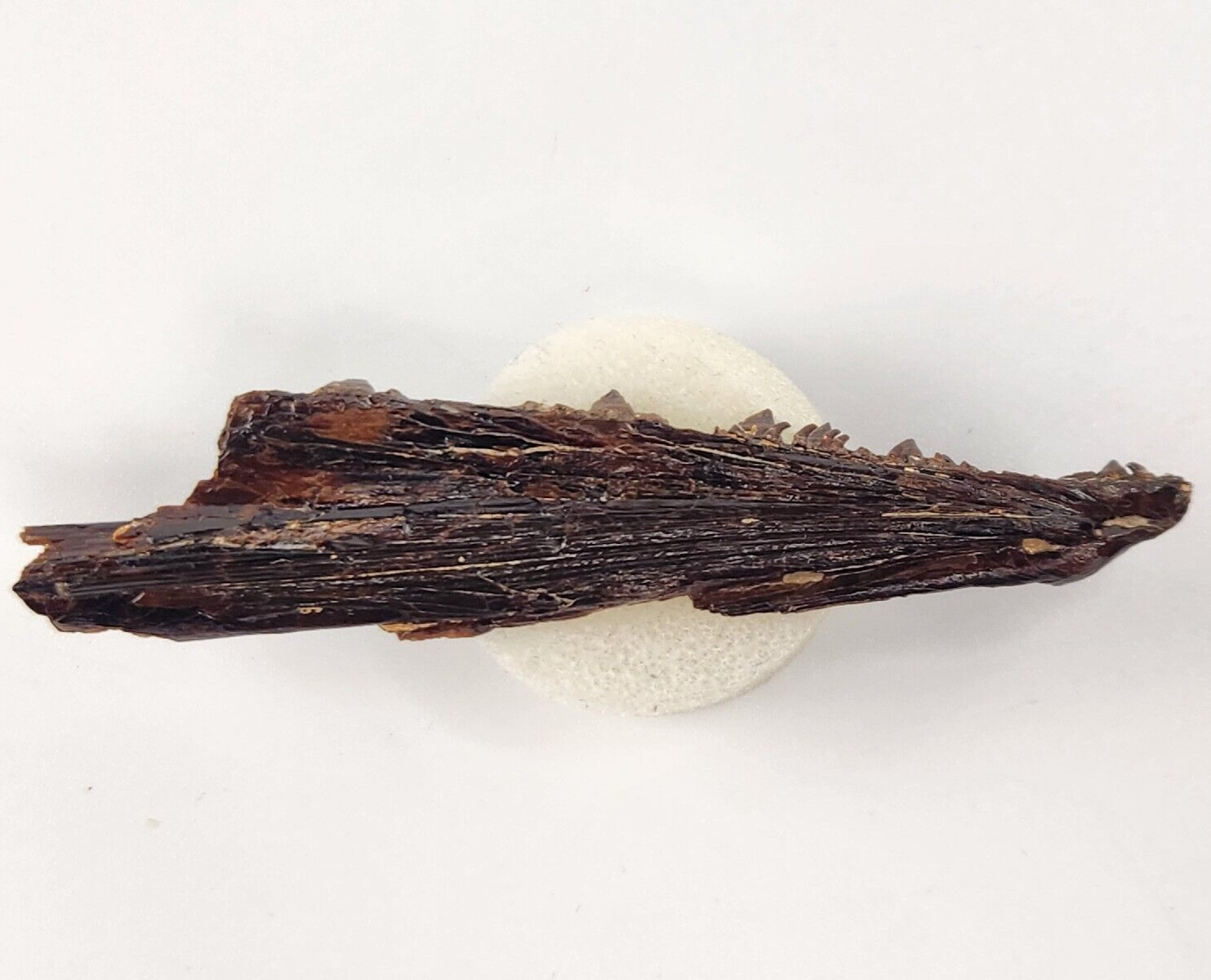 Cimolichthys Fish Jaw Fossil - Niobrara Chalk Fm. - NE - Cretaceous | eBay