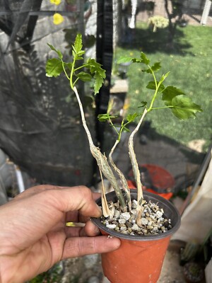 3 Bursera Fagaroides Succulent Plant Pachycaul Caudex Bonsai Pre-Bonsai ...