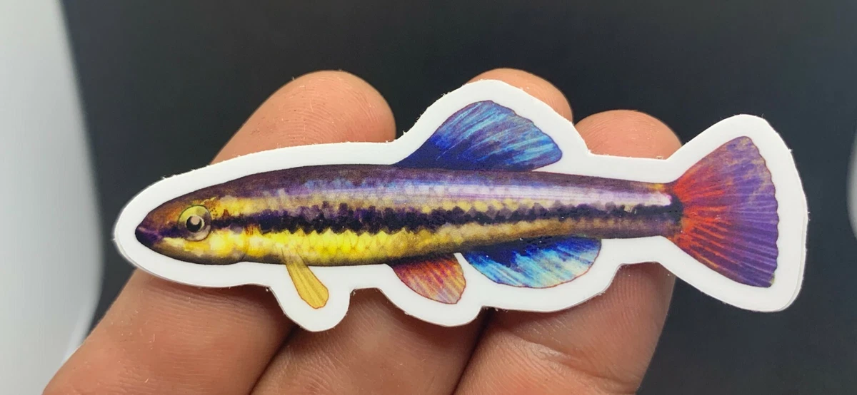 Rainbow Killifish