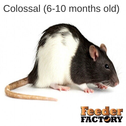 Frozen Feeder Rats - SAVE ON SHIPPING WITH MULTIPLE PACKS! - 9 ...