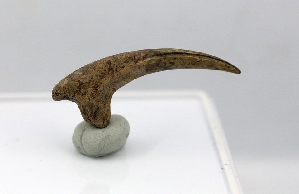 Very rare , Raptor killer sickle foot claw, Acheroraptor? Hell Creek | eBay