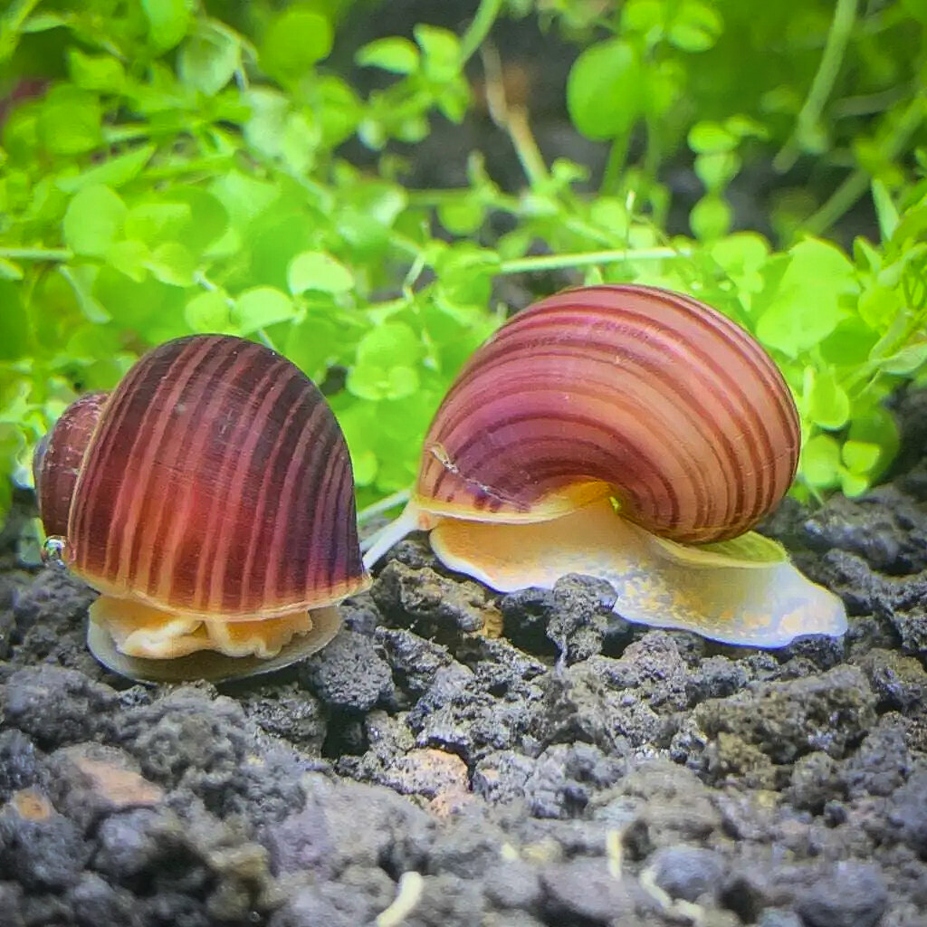 Pink Colored Mystery Snail Types Of Aquarium Snails