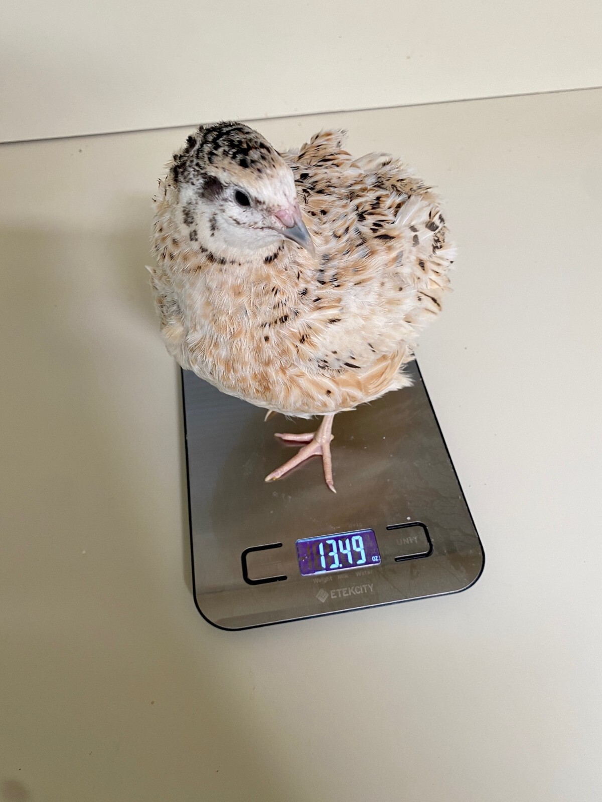 20-Jumbo Fawn (Italian/Manchurian) Coturnix Quail Hatching Eggs-UPS 2nd ...